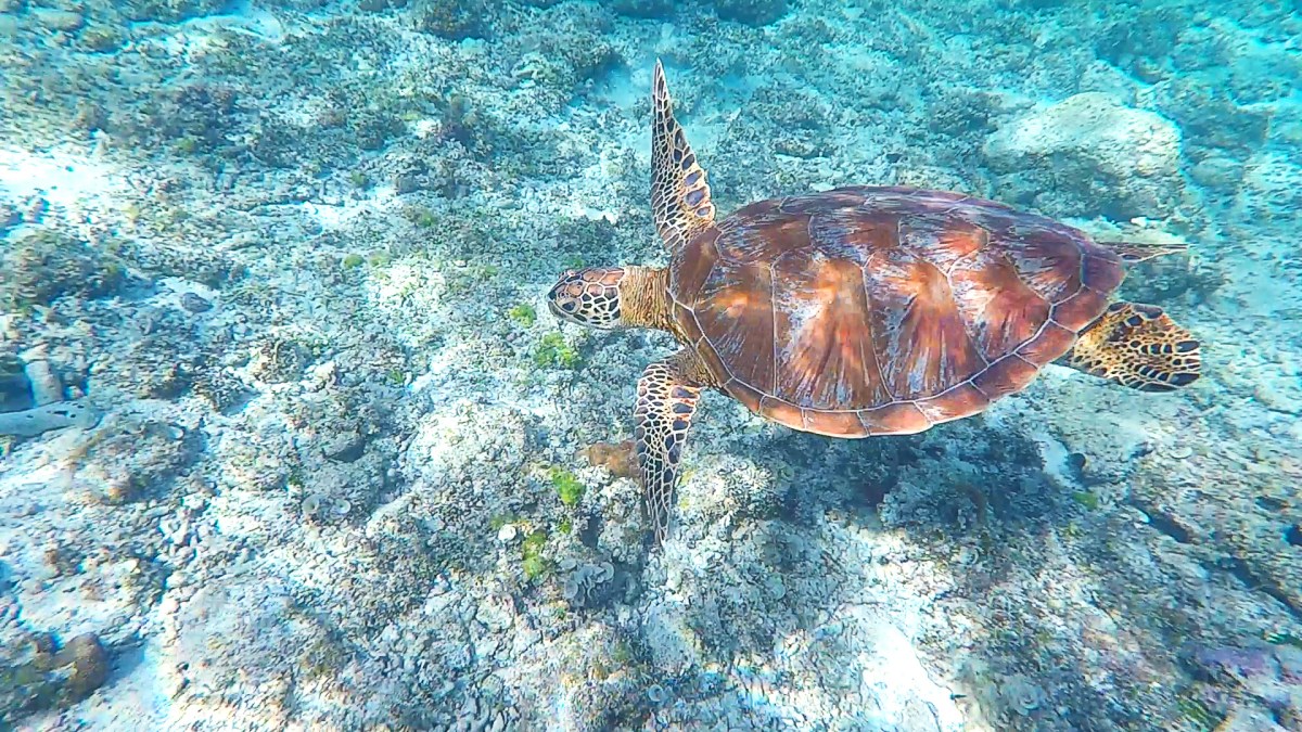 The Best of Bohol and Panglao, Philippines – The Traveling Wellburys
